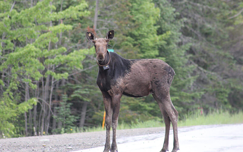 As New England Winters Warm, Ticks are Killing Moose at High Rates ...