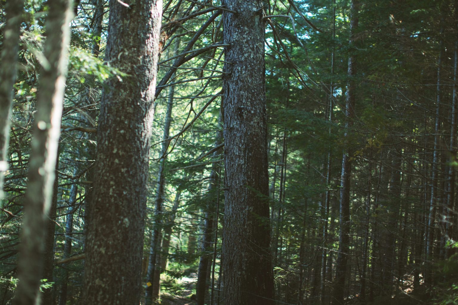 Maine Woods Initiative | Appalachian Mountain Club (AMC)