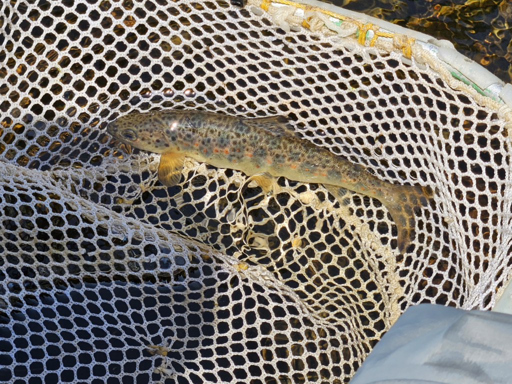 Wild Atlantic Salmon Recovery in Maine: The “King of Fish” Makes a ...