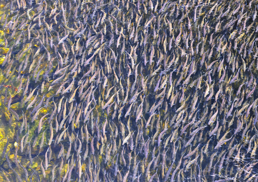 Wild Atlantic Salmon Recovery in Maine: The “King of Fish” Makes a ...