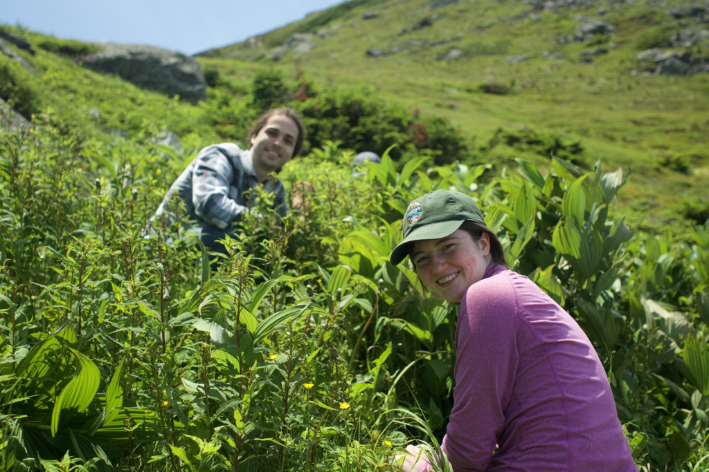 What I Did This Summer: Reflections from the AMC Research Interns’ 2024 ...